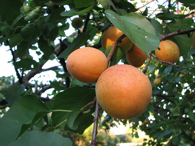 Apricot | Diseases and Pests, Description, Uses, Propagation