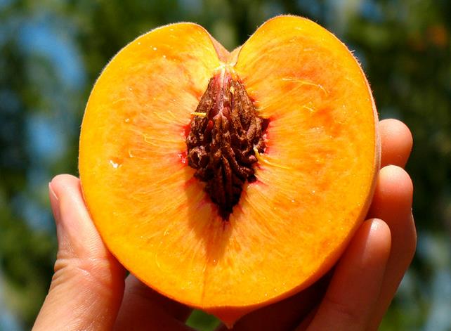 Peach | Diseases and Pests, Description, Uses, Propagation