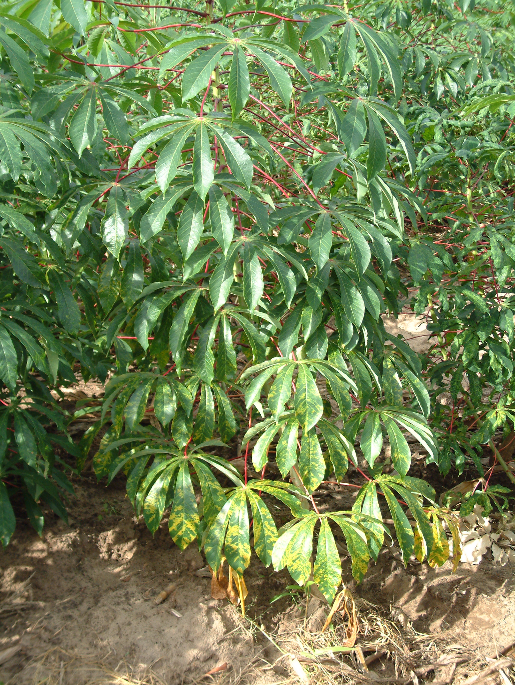 Cassava (manioc) | Diseases and Pests, Description, Uses, Propagation