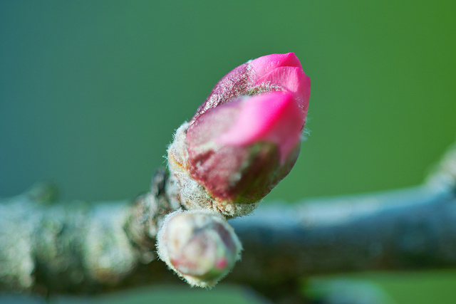 Almond | Diseases and Pests, Description, Uses, Propagation
