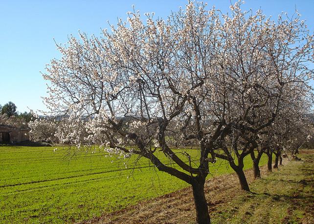 Almond | Diseases and Pests, Description, Uses, Propagation