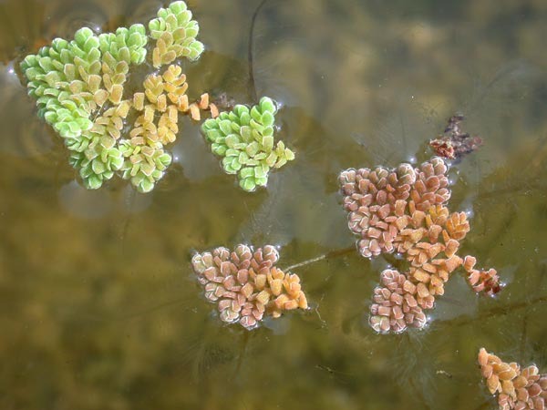 Azolla | Diseases and Pests, Description, Uses, Propagation
