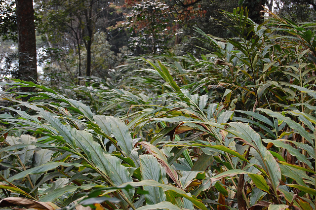 Cardamom | Diseases and Pests, Description, Uses, Propagation