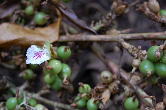 Cardamom | Diseases and Pests, Description, Uses, Propagation