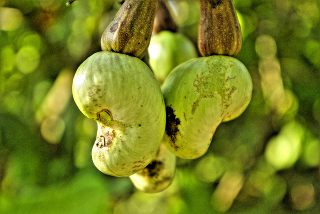 Cashew nuts | Diseases and Pests, Description, Uses, Propagation