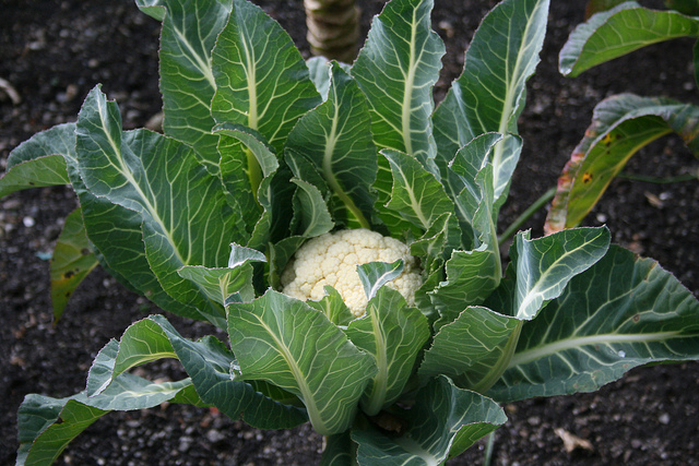 Cauliflower | Diseases and Pests, Description, Uses, Propagation