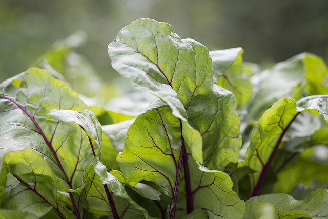Chard | Diseases and Pests, Description, Uses, Propagation