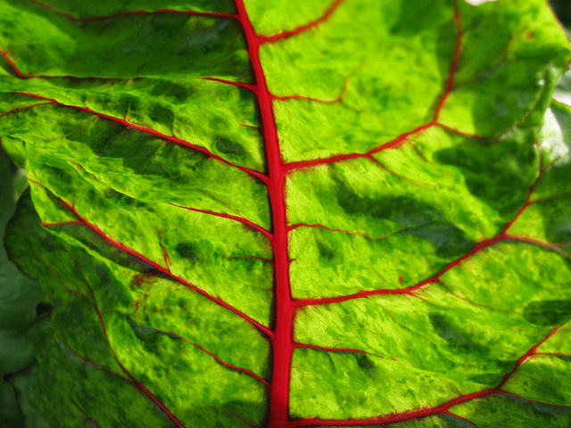 Chard | Diseases and Pests, Description, Uses, Propagation