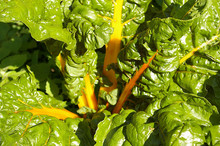 Chard | Diseases and Pests, Description, Uses, Propagation
