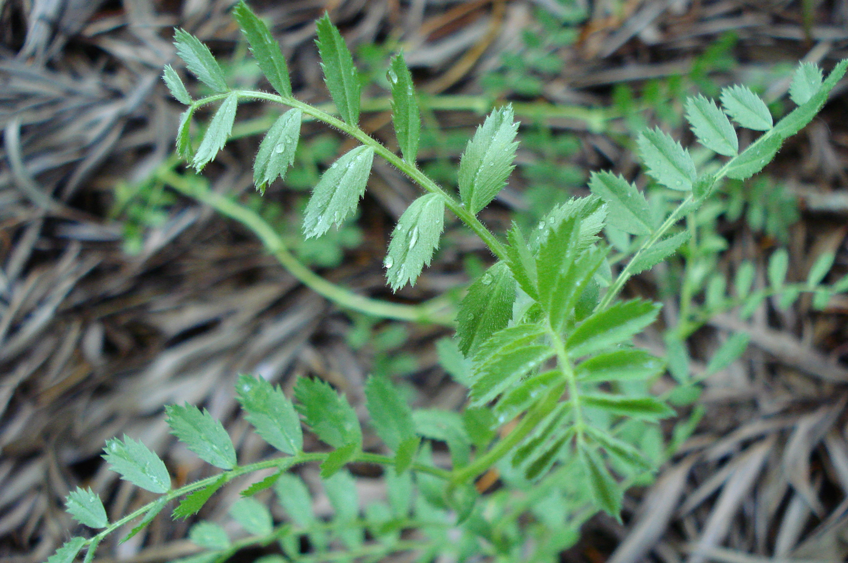 Chickpea (gram pea) | Diseases and Pests, Description, Uses, Propagation