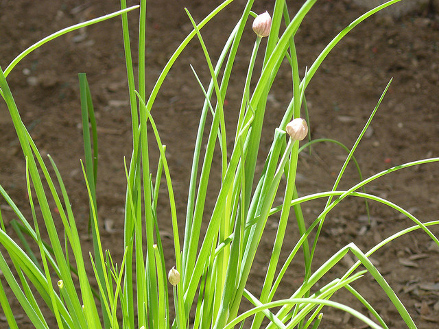 Chives | Diseases and Pests, Description, Uses, Propagation