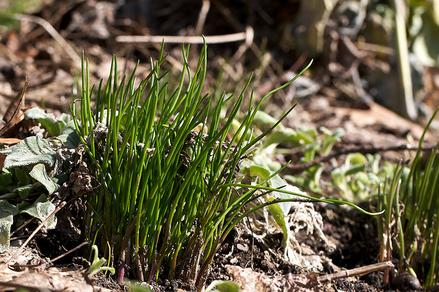 Chives | Diseases and Pests, Description, Uses, Propagation