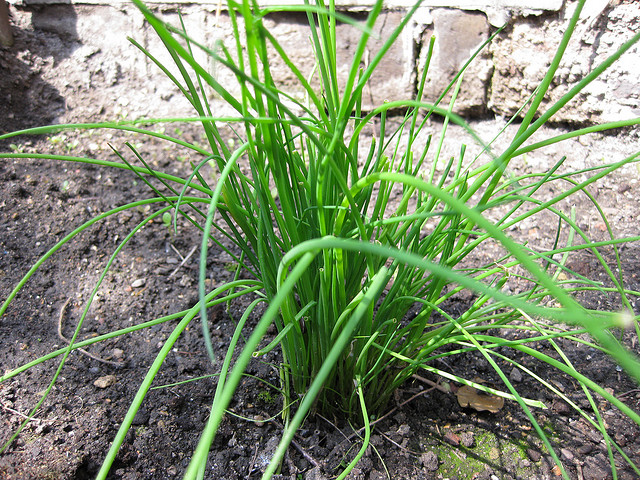 Chives | Diseases and Pests, Description, Uses, Propagation