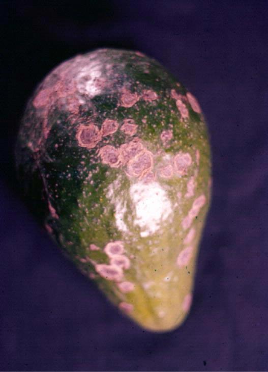 Avocado | Diseases and Pests, Description, Uses, Propagation