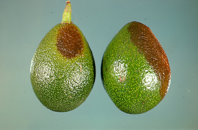 Avocado | Diseases and Pests, Description, Uses, Propagation