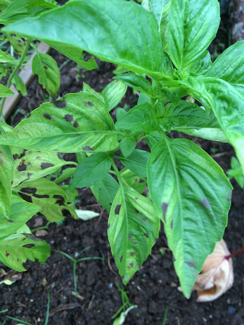 Basil | Diseases and Pests, Description, Uses, Propagation