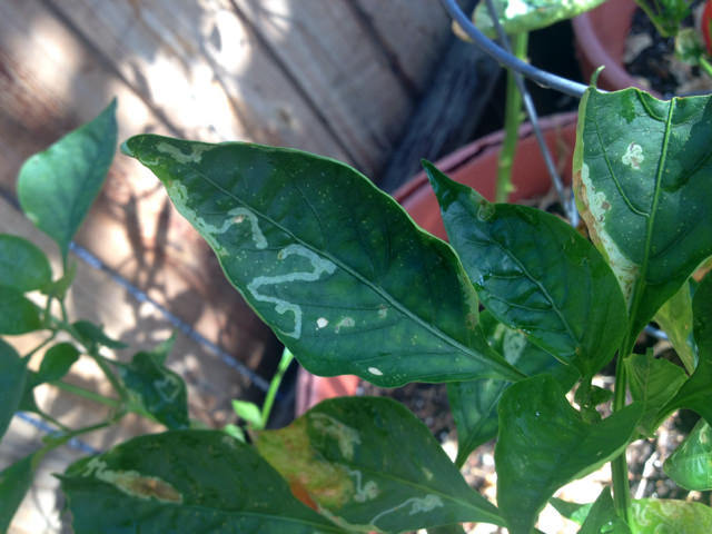 Pepper, bell | Diseases and Pests, Description, Uses, Propagation