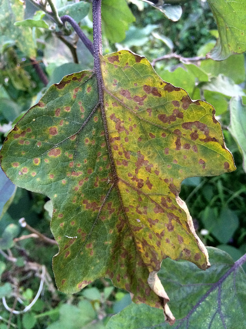 Eggplant | Diseases and Pests, Description, Uses, Propagation