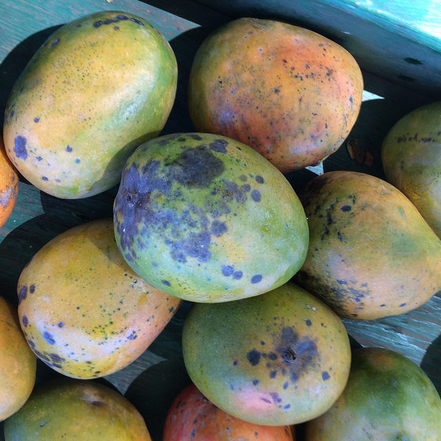 Mango | Diseases and Pests, Description, Uses, Propagation