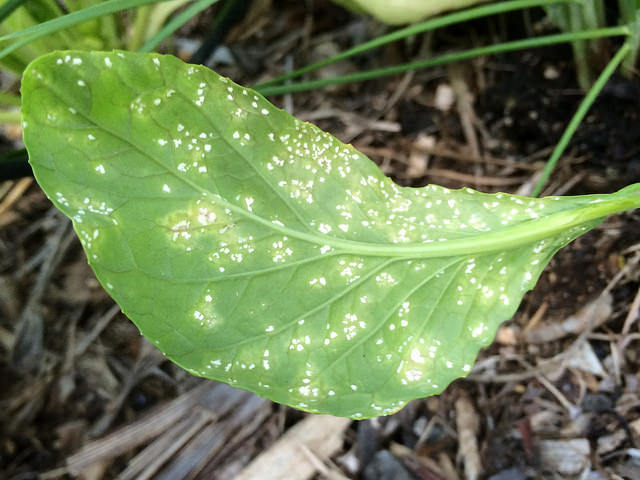 Mustard | Diseases and Pests, Description, Uses, Propagation