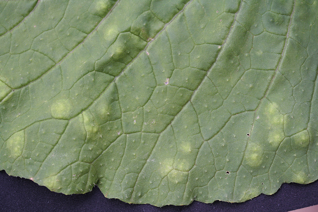 Mustard | Diseases and Pests, Description, Uses, Propagation