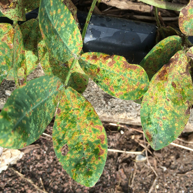 Peanut (groundnut) | Diseases and Pests, Description, Uses, Propagation