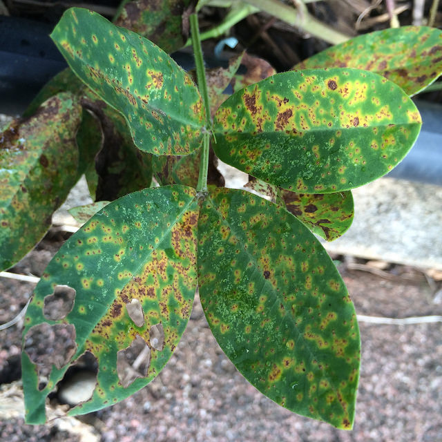 Peanut (groundnut) | Diseases and Pests, Description, Uses, Propagation