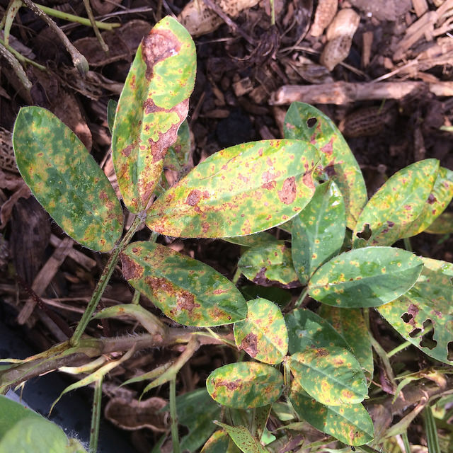 Peanut (groundnut) | Diseases and Pests, Description, Uses, Propagation