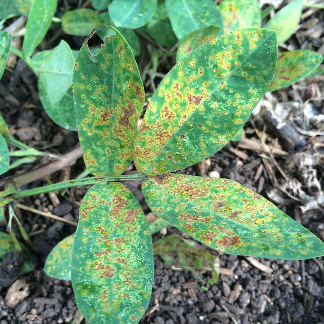 Peanut (groundnut) | Diseases and Pests, Description, Uses, Propagation