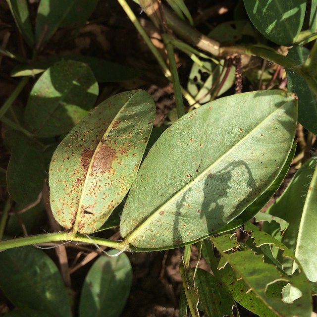 Peanut (groundnut) | Diseases and Pests, Description, Uses, Propagation