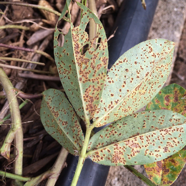 Peanut (groundnut) | Diseases and Pests, Description, Uses, Propagation