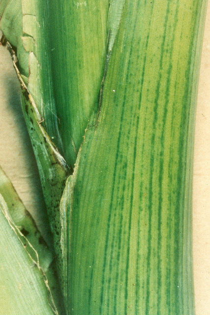Banana | Diseases and Pests, Description, Uses, Propagation
