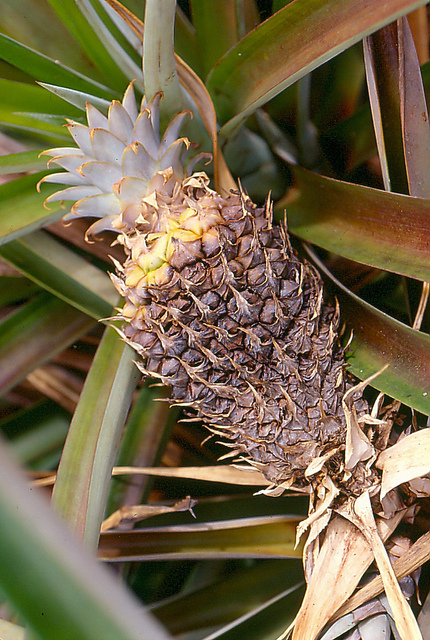 Pineapple | Diseases and Pests, Description, Uses, Propagation