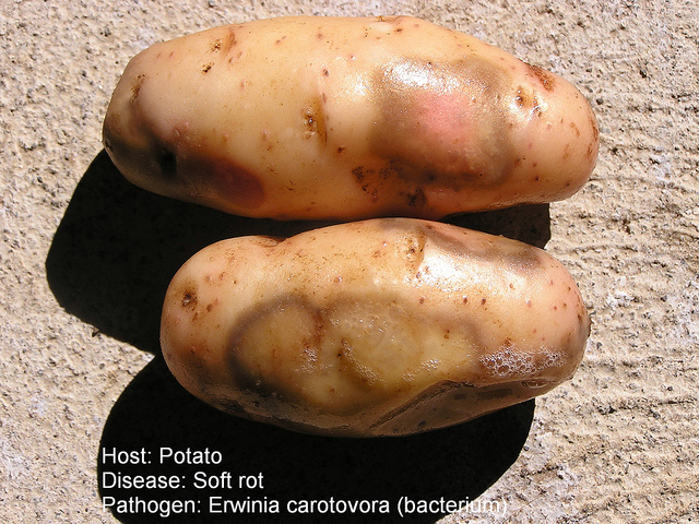 Potato | Diseases and Pests, Description, Uses, Propagation