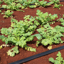 Turnip | Diseases and Pests, Description, Uses, Propagation