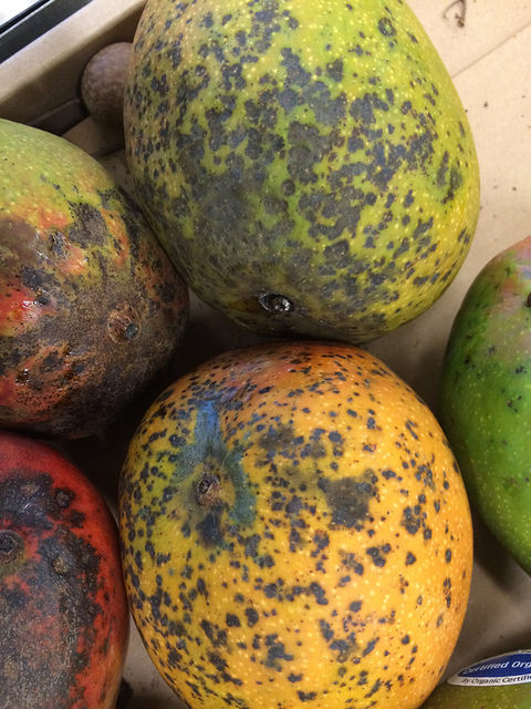 Mango | Diseases and Pests, Description, Uses, Propagation