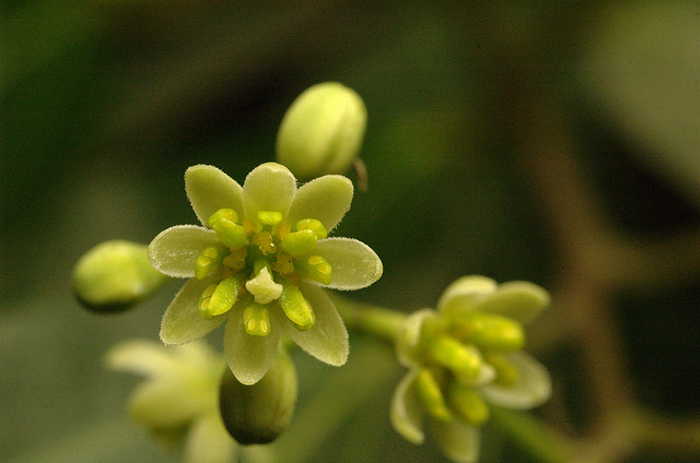 Cinnamon | Diseases and Pests, Description, Uses, Propagation