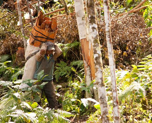 Cinnamon | Diseases and Pests, Description, Uses, Propagation