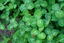 Clover | Diseases and Pests, Description, Uses, Propagation