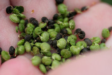 Clover | Diseases and Pests, Description, Uses, Propagation