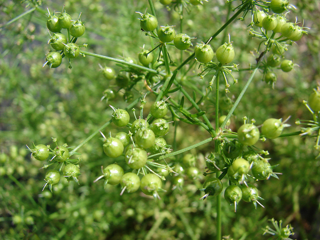 Coriander (Cilantro) | Diseases and Pests, Description, Uses, Propagation