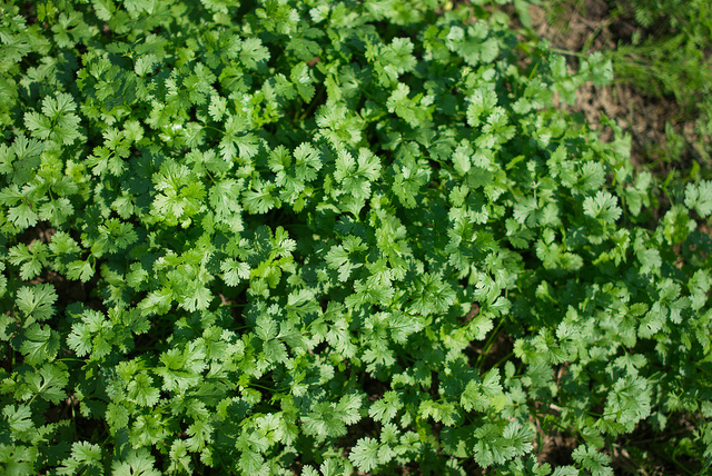 Coriander (Cilantro) | Diseases and Pests, Description, Uses, Propagation