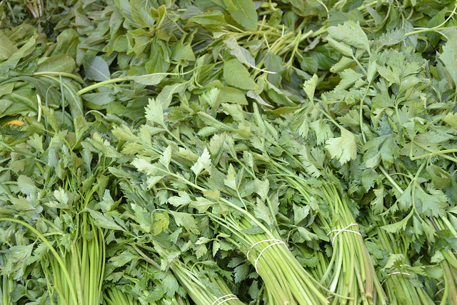 Coriander (Cilantro) | Diseases and Pests, Description, Uses, Propagation