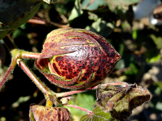 Cotton | Diseases and Pests, Description, Uses, Propagation