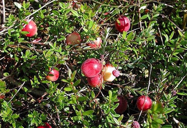 Cranberry | Diseases and Pests, Description, Uses, Propagation