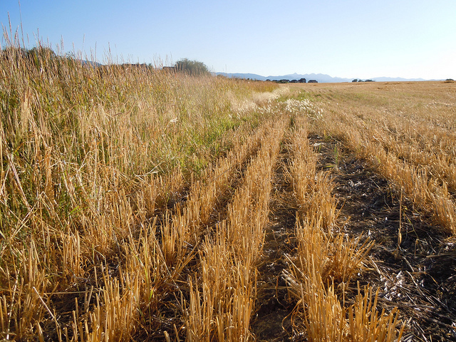 Barley | Diseases and Pests, Description, Uses, Propagation