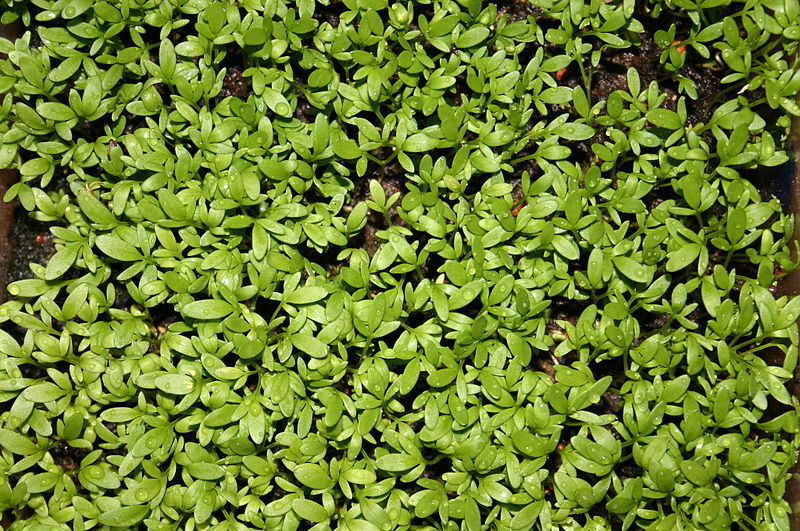Cress | Diseases and Pests, Description, Uses, Propagation