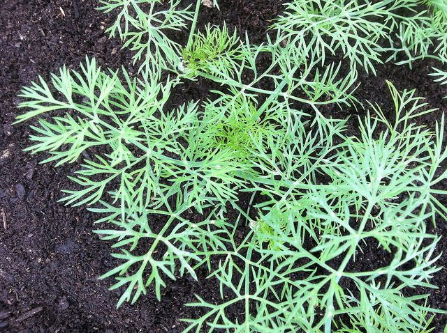 Dill | Diseases and Pests, Description, Uses, Propagation
