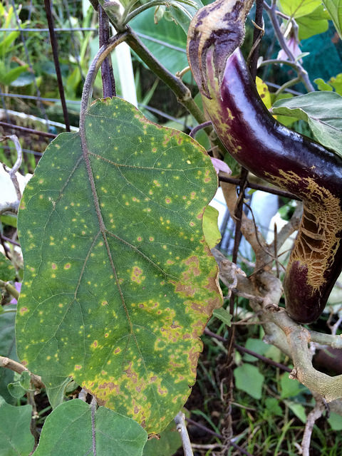 Eggplant | Diseases and Pests, Description, Uses, Propagation