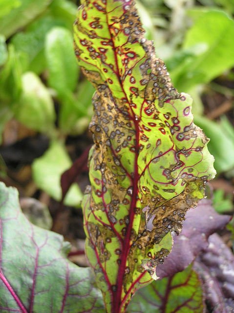 Beet | Diseases and Pests, Description, Uses, Propagation